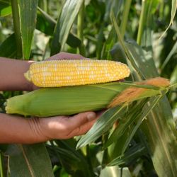 Kate - Sh2 Bicolor Sweet Corn - AMPA - HM.CLAUSE Virtual Field Days